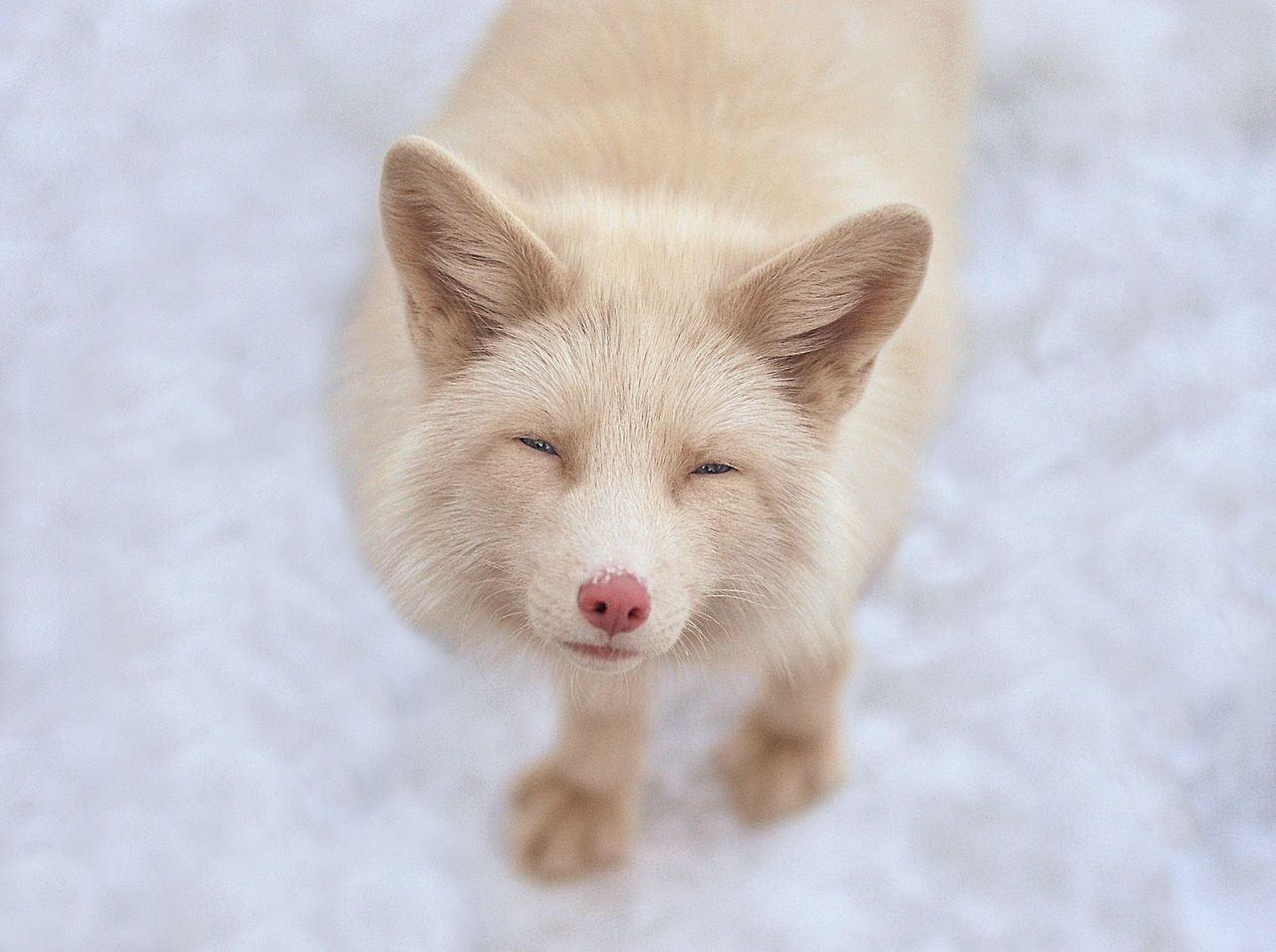 Analog Horror Broadcast Generator